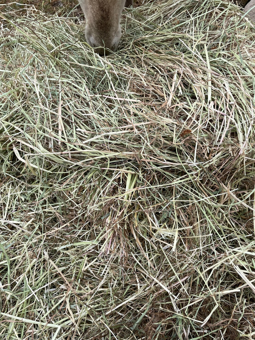 Pasture Hay Bales compressed – Variety Fencing & Farm Supplies